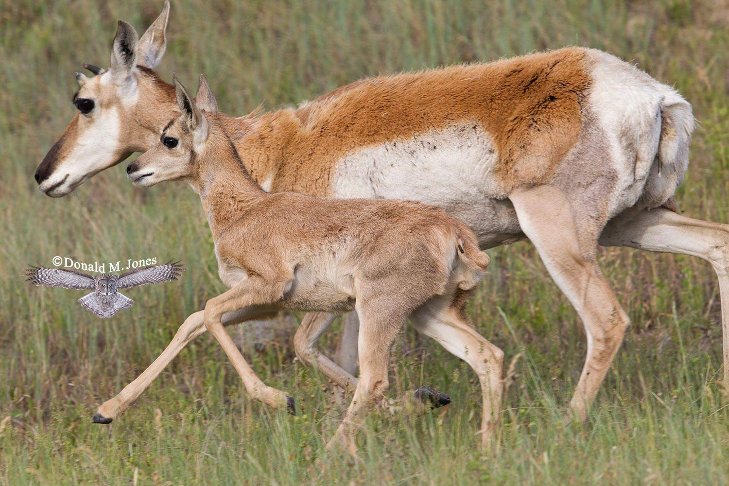 Pronghorn Antelope - Donald M. Jones