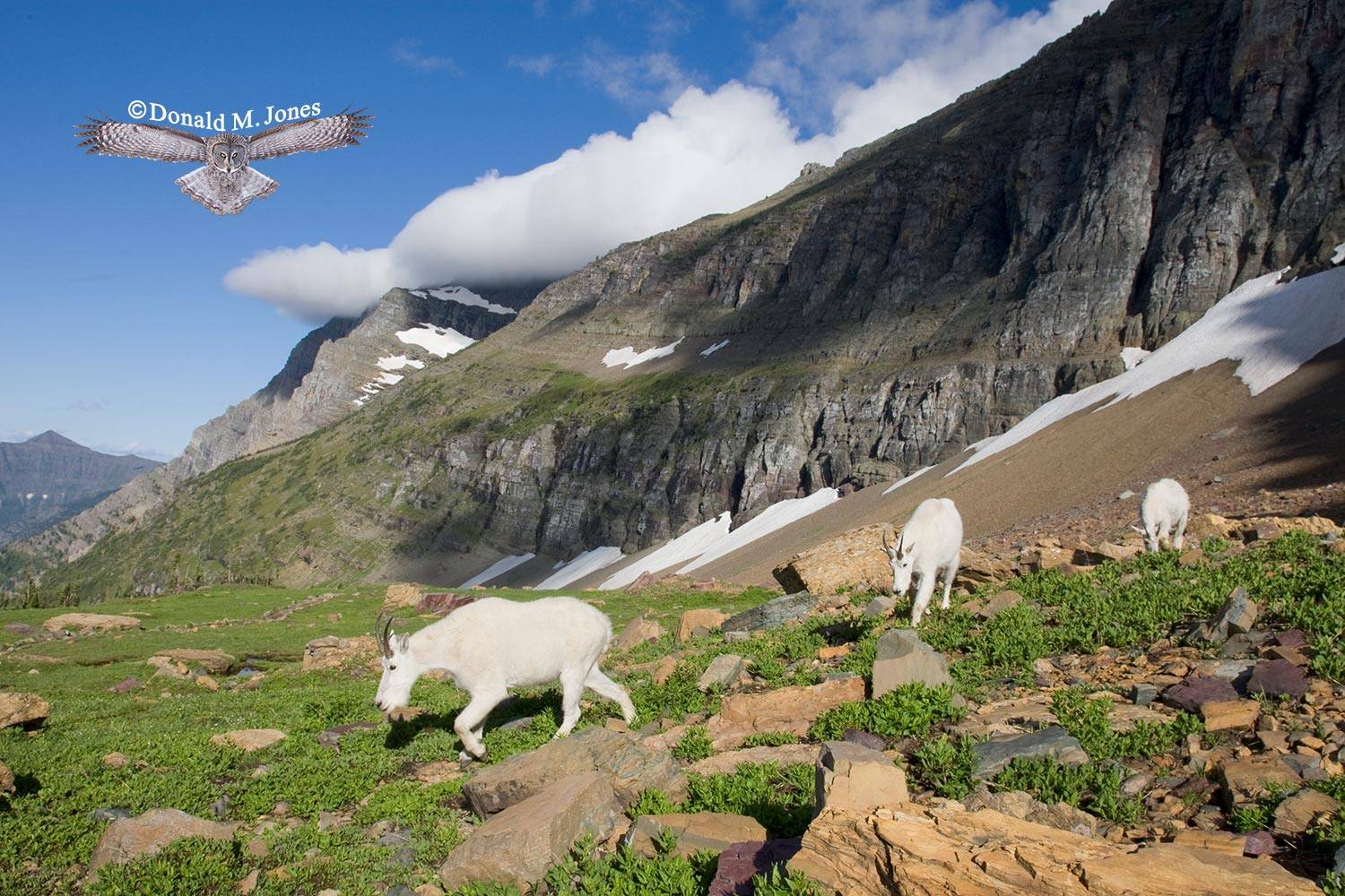 Mountain Goat - Donald M. Jones