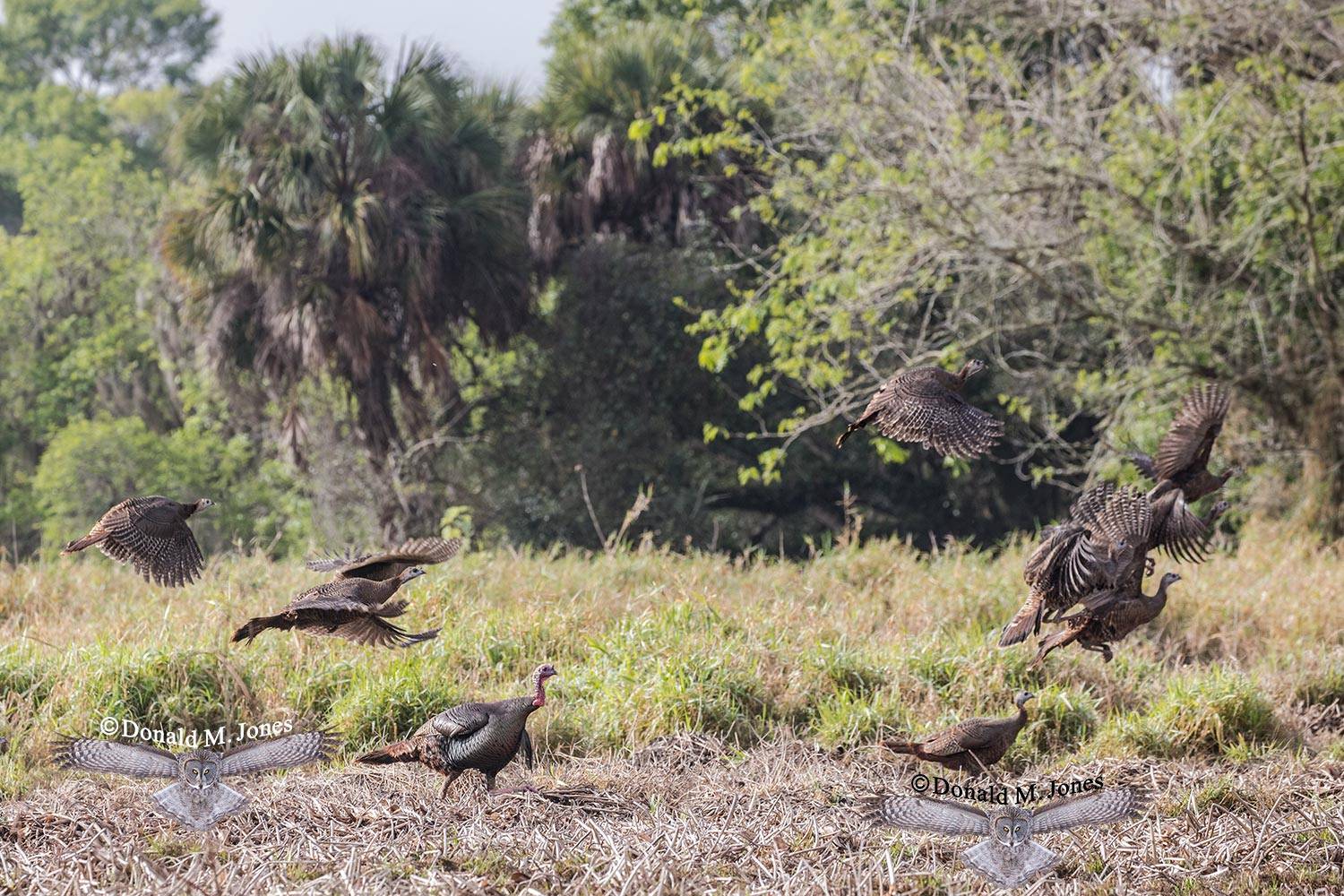 Wild Turkey - Donald M. Jones