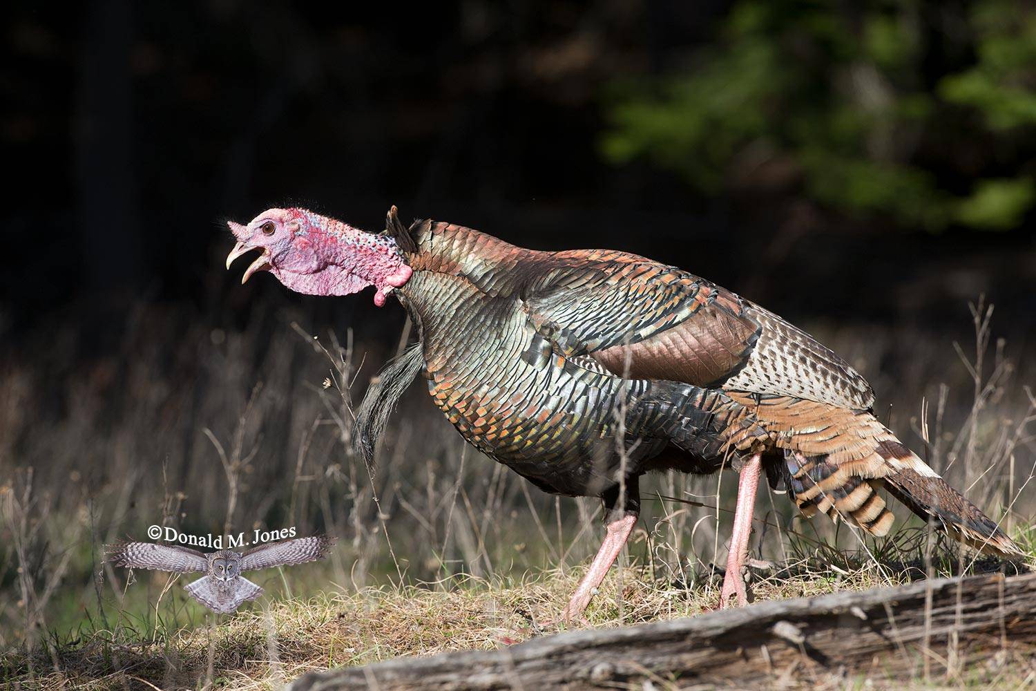 Wild Turkey - Donald M. Jones