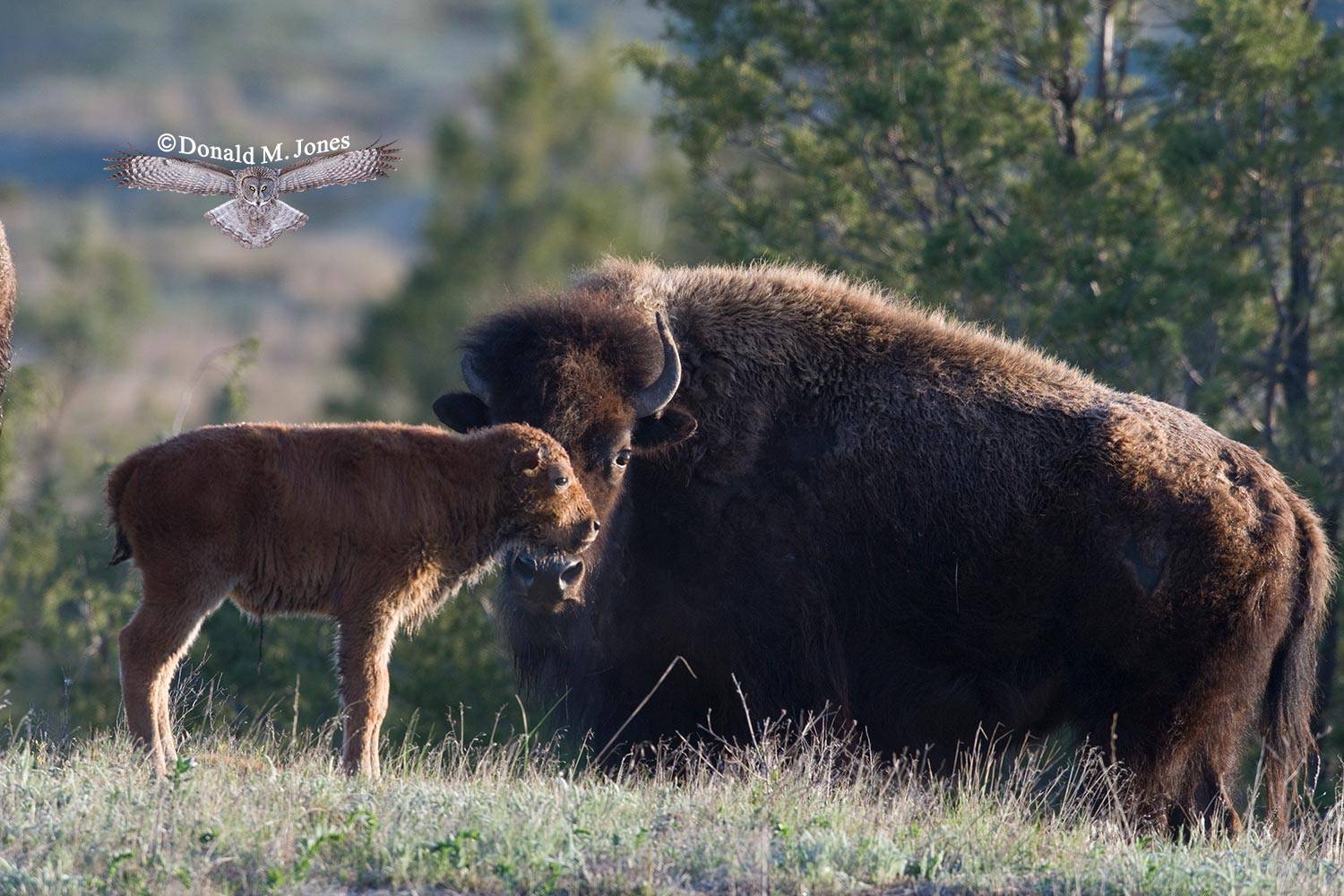 American Bison - Donald M. Jones