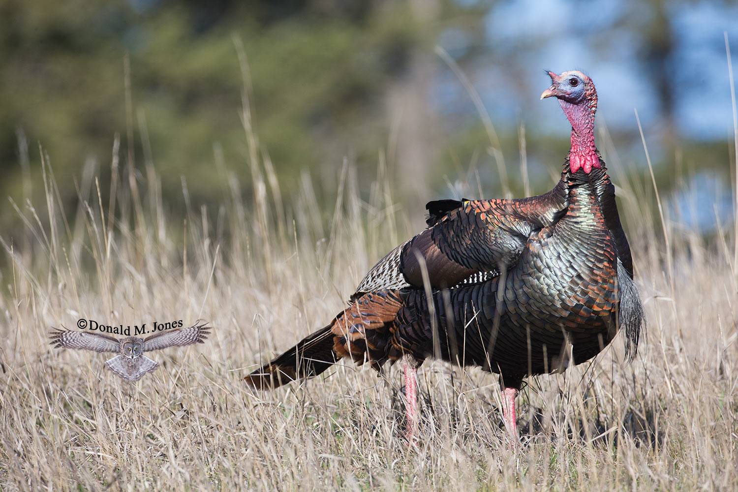 Wild Turkey - Donald M. Jones