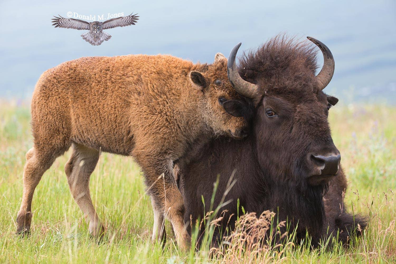 American Bison - Donald M. Jones