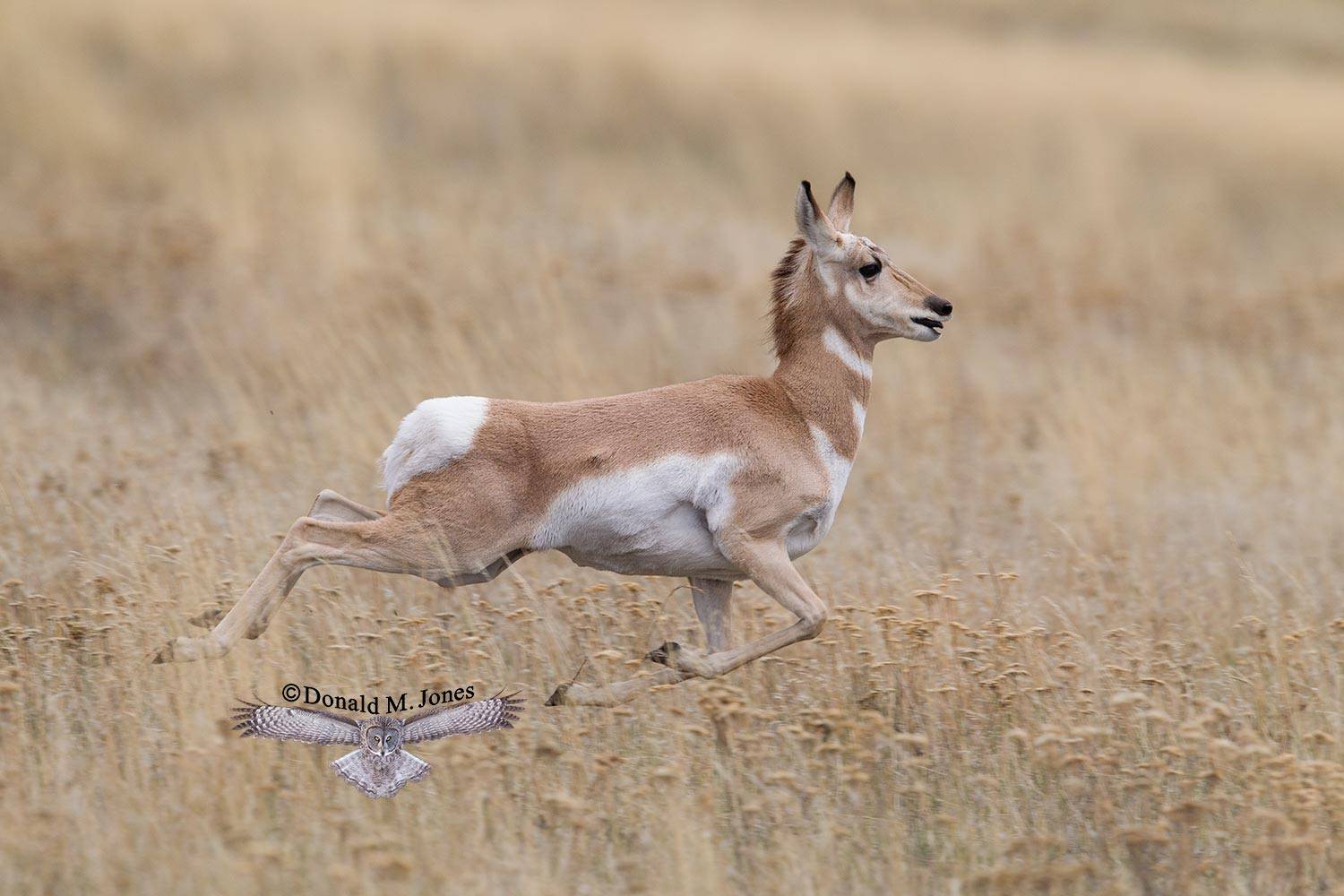 Pronghorn Antelope - Donald M. Jones