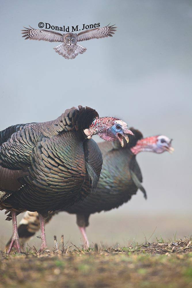 Wild Turkey - Donald M. Jones