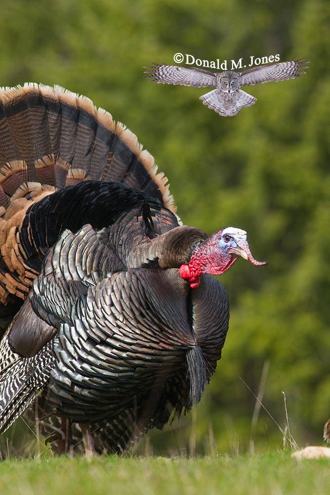 Wild Turkey - Donald M. Jones