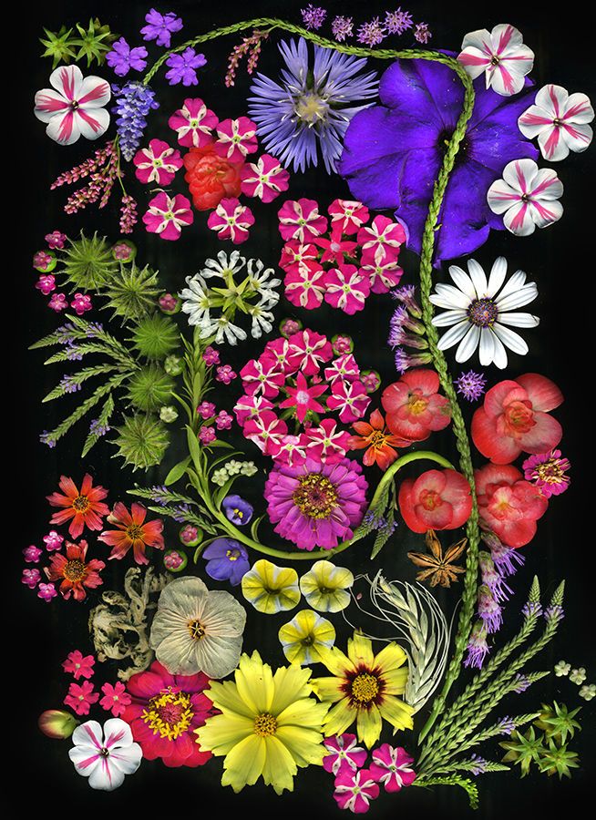 Botanica - Fran Liscio