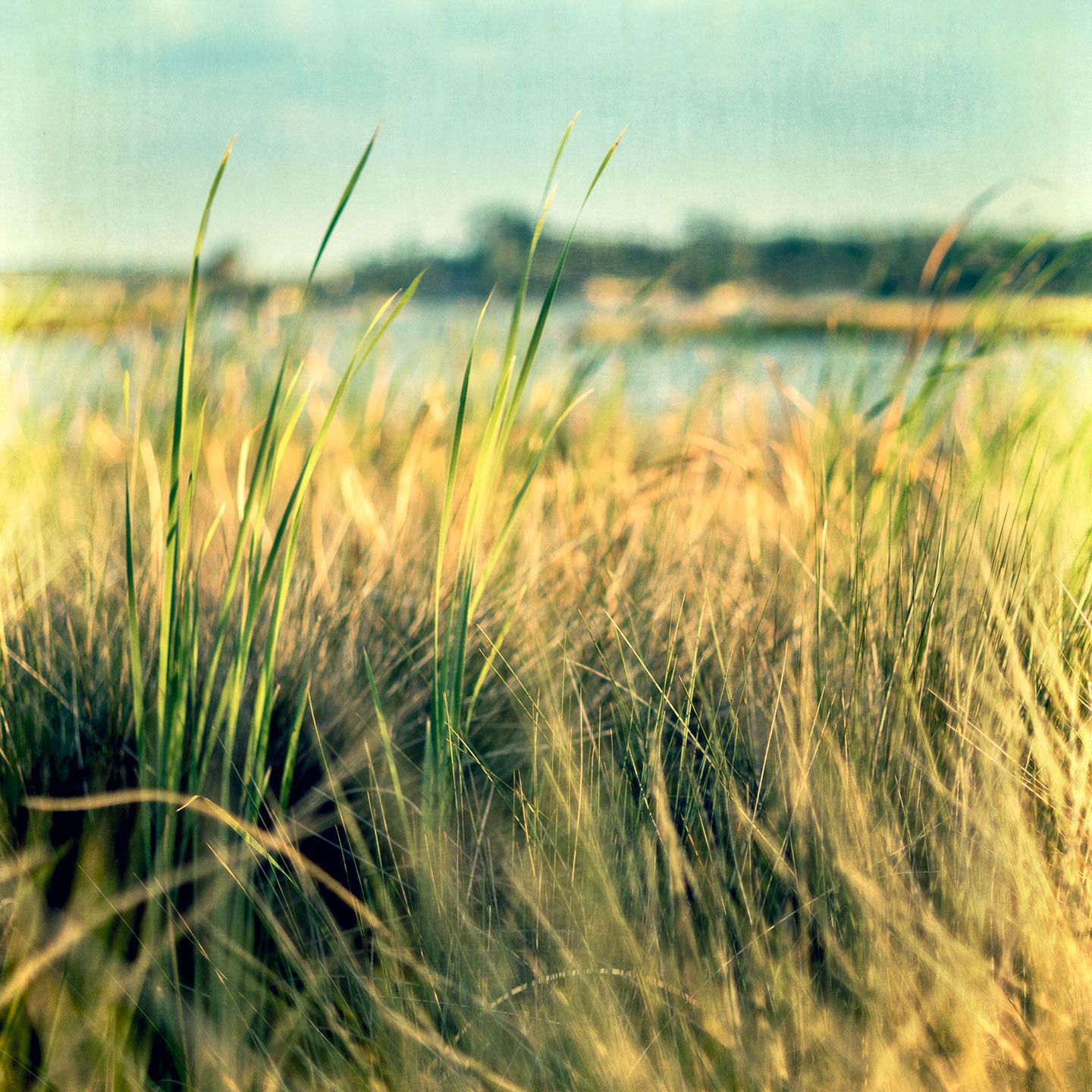 Trees - Thomas Hager