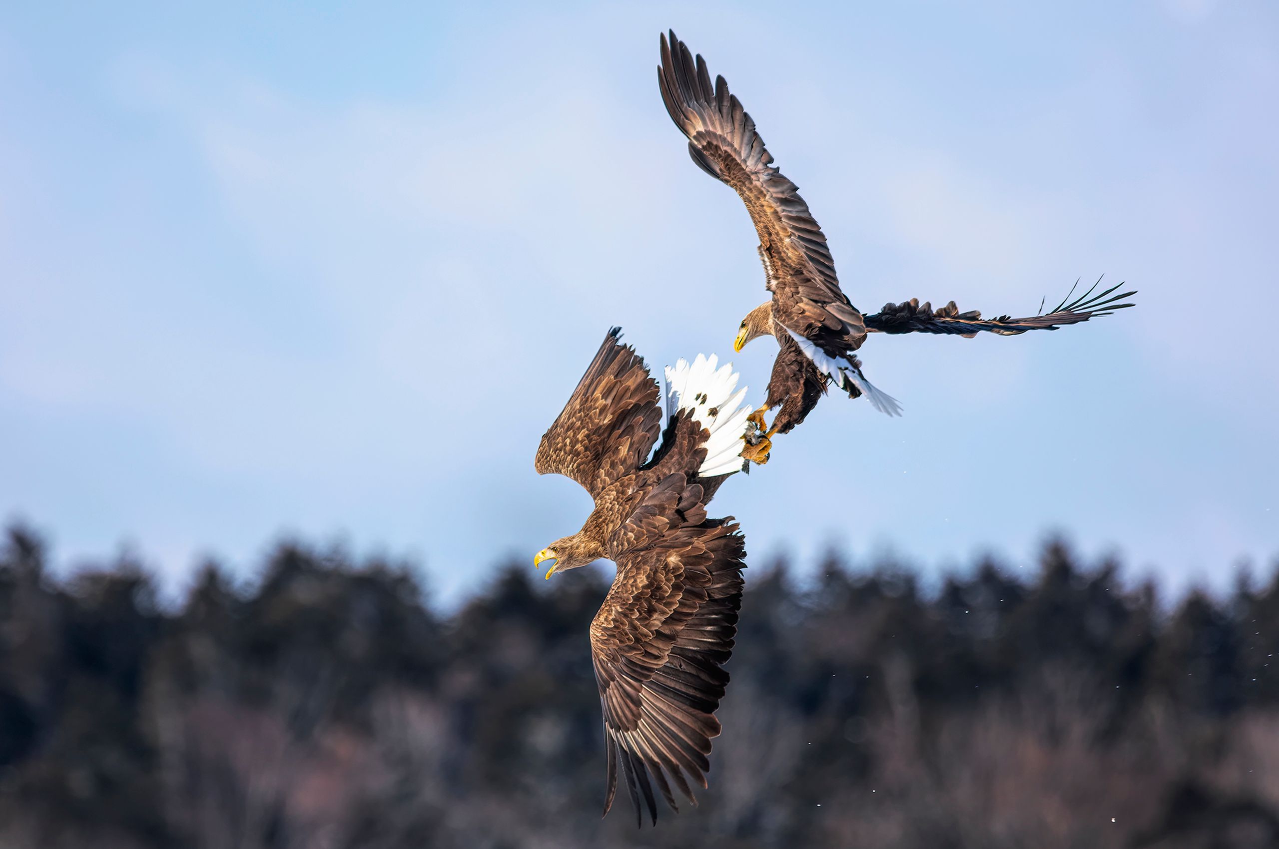 Japan Travels, Snow Eagle, Rausu, Japan - Ed Asmus Photography