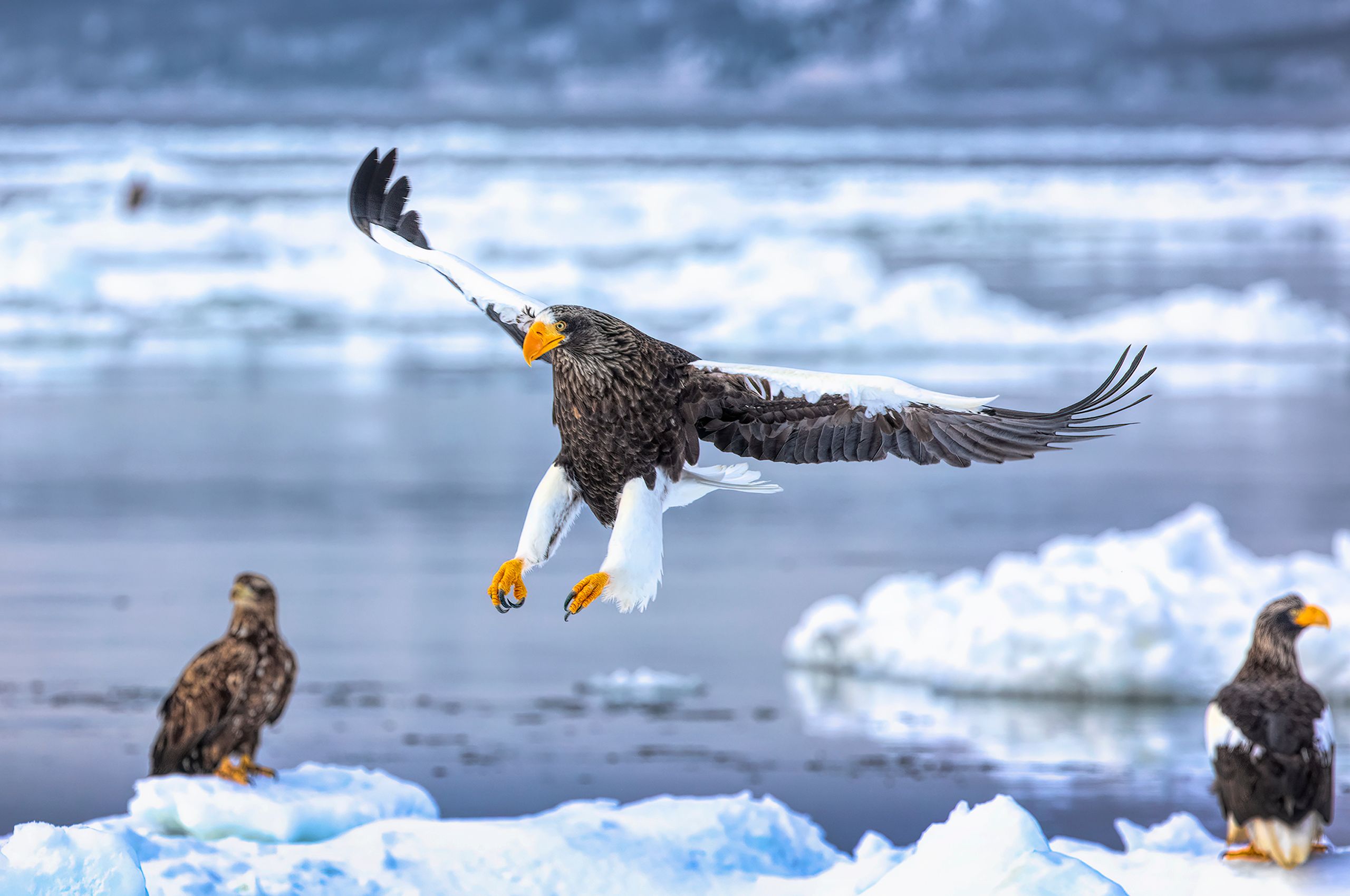 Japan Travels, Snow Eagle, Rausu, Japan - Ed Asmus Photography