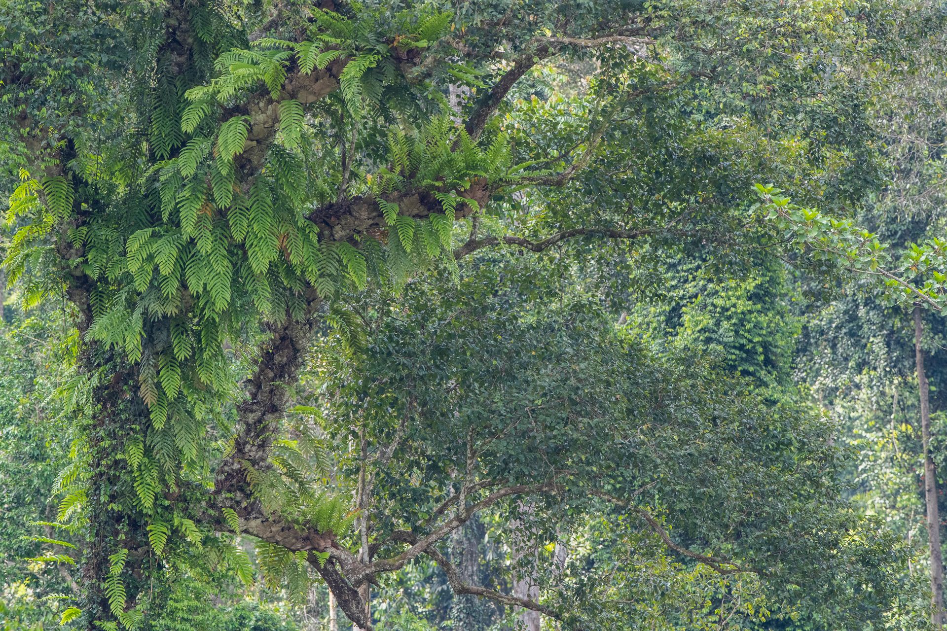 BORNEO – Mast fruiting – a forest in fruit - Christian Ziegler ...