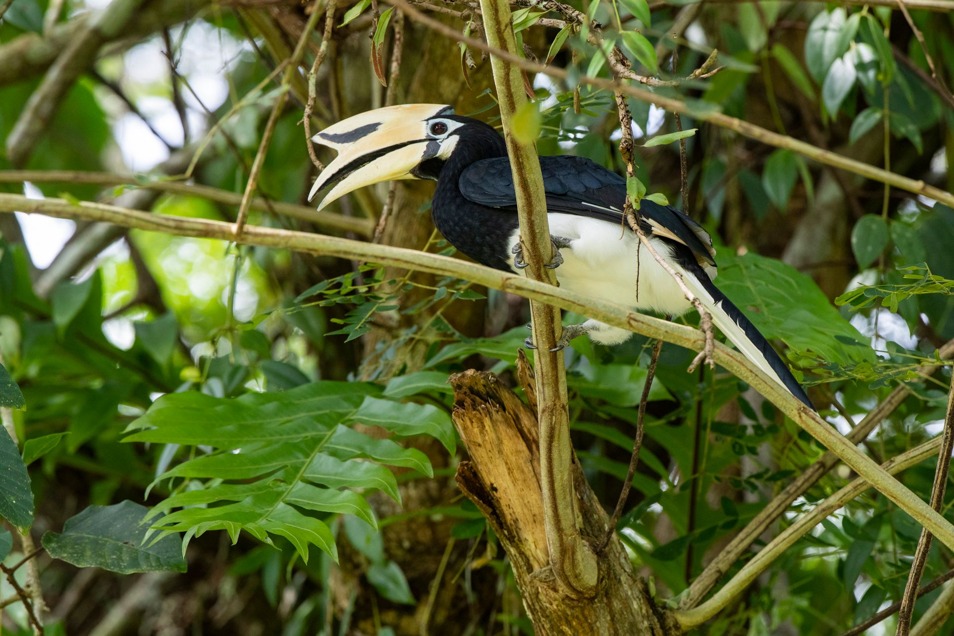 BORNEO – Mast fruiting – a forest in fruit - Christian Ziegler ...