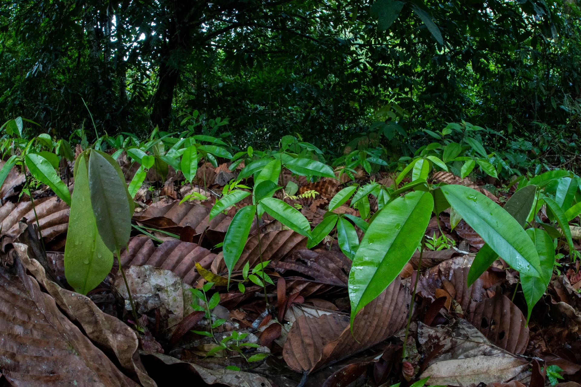 BORNEO – Mast fruiting – a forest in fruit - Christian Ziegler ...