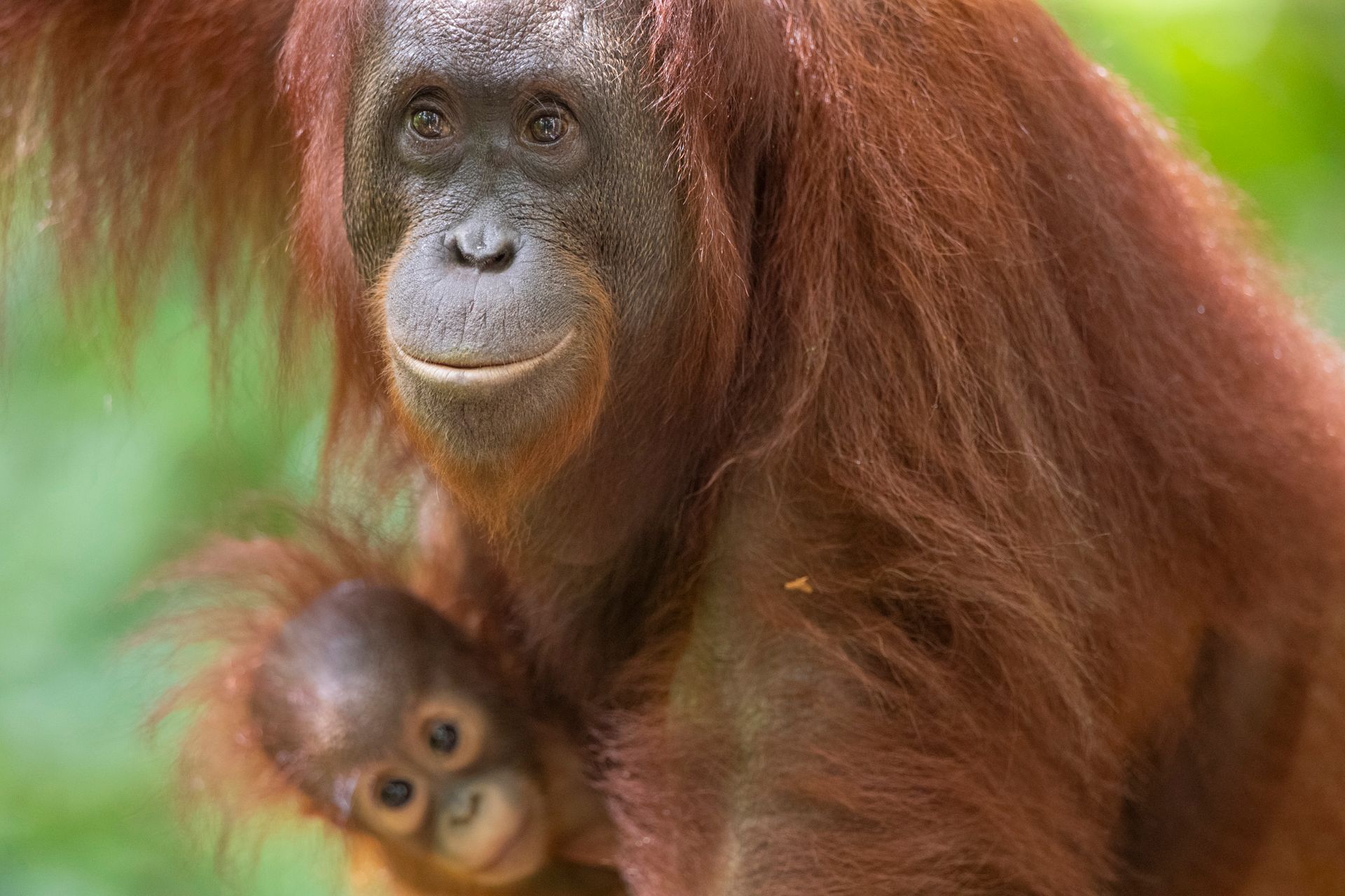 BORNEO – Mast fruiting – a forest in fruit - Christian Ziegler ...