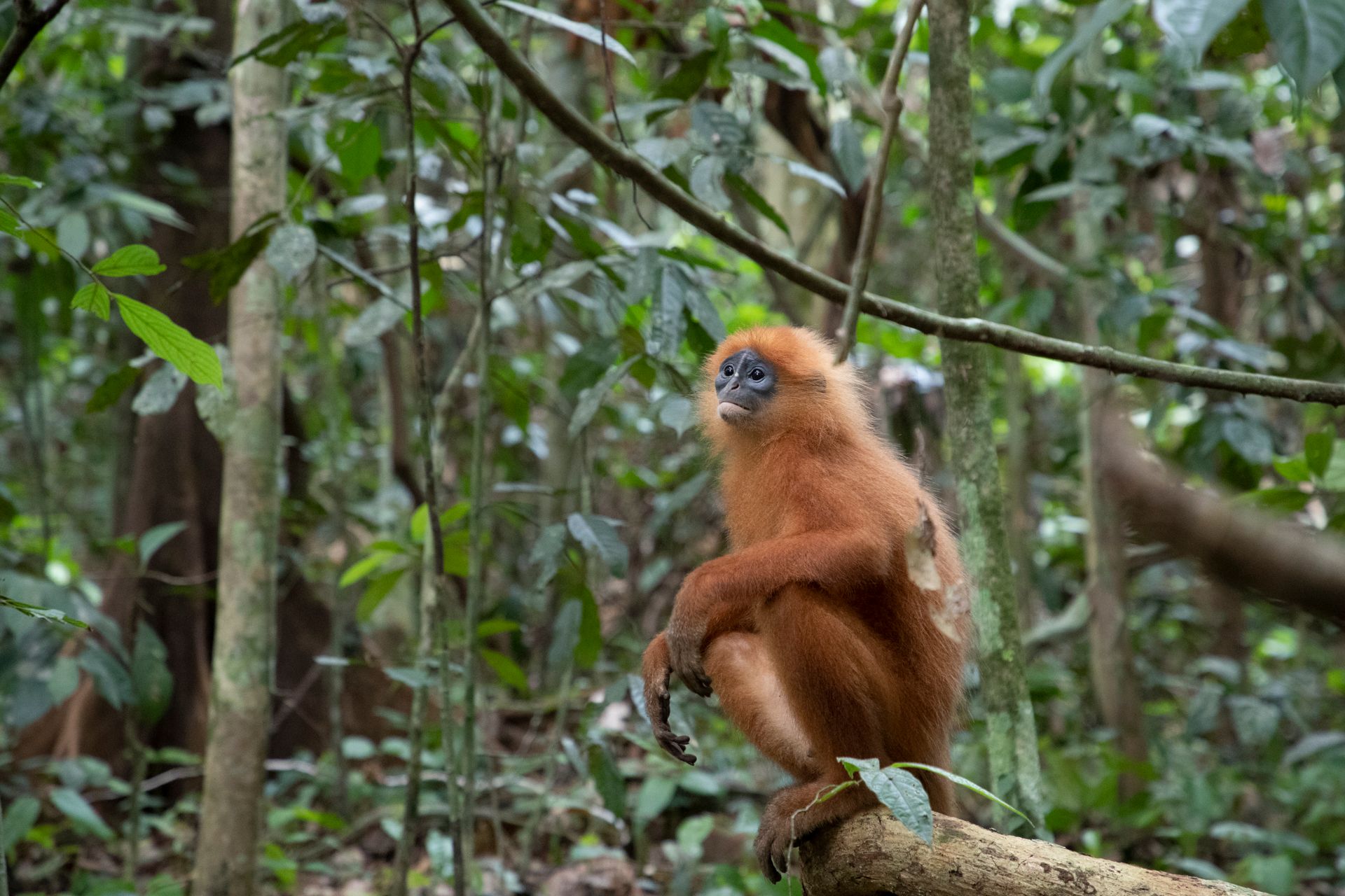 BORNEO – Mast fruiting – a forest in fruit - Christian Ziegler ...