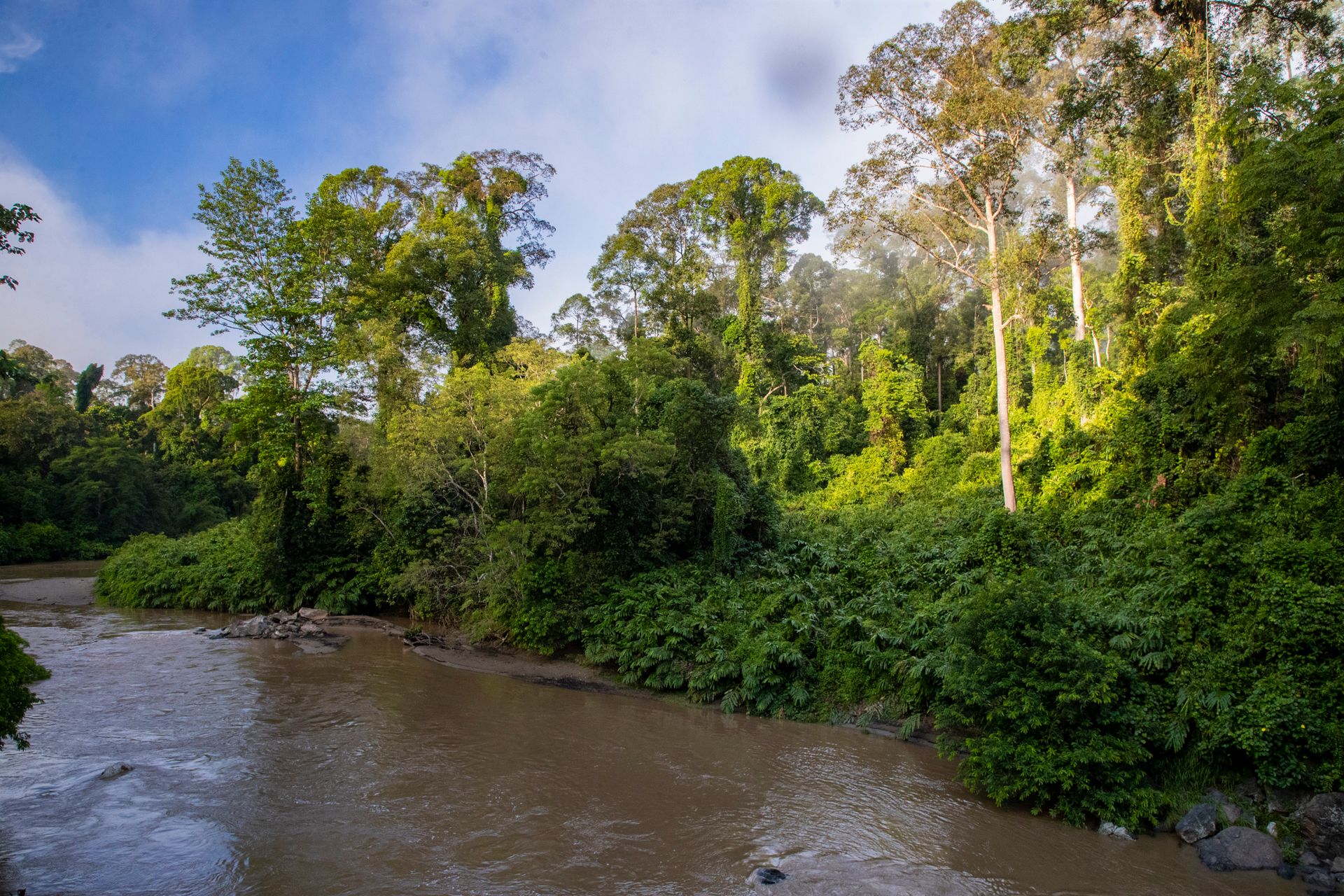 BORNEO – Mast fruiting – a forest in fruit - Christian Ziegler ...