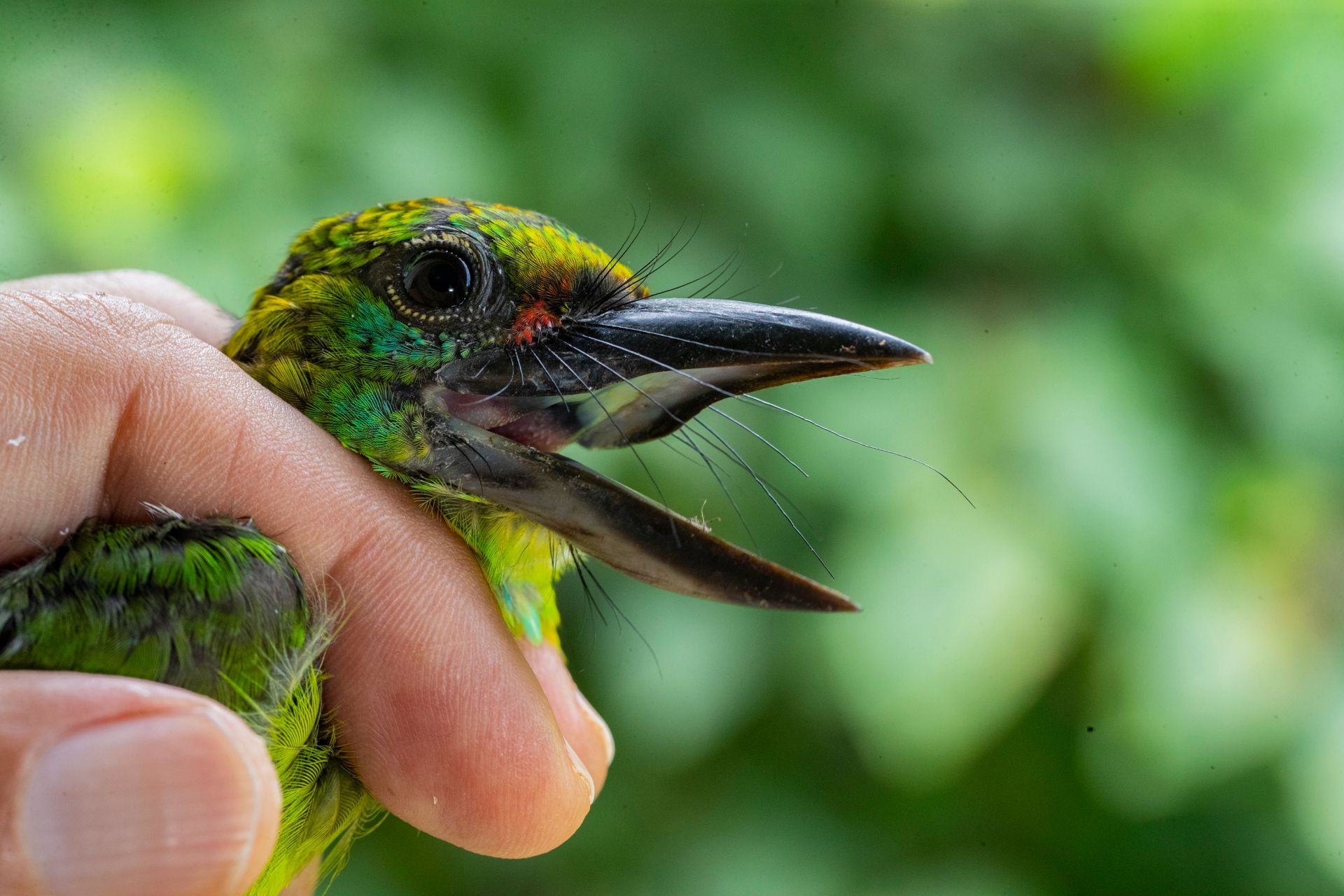 BORNEO – Mast fruiting – a forest in fruit - Christian Ziegler ...