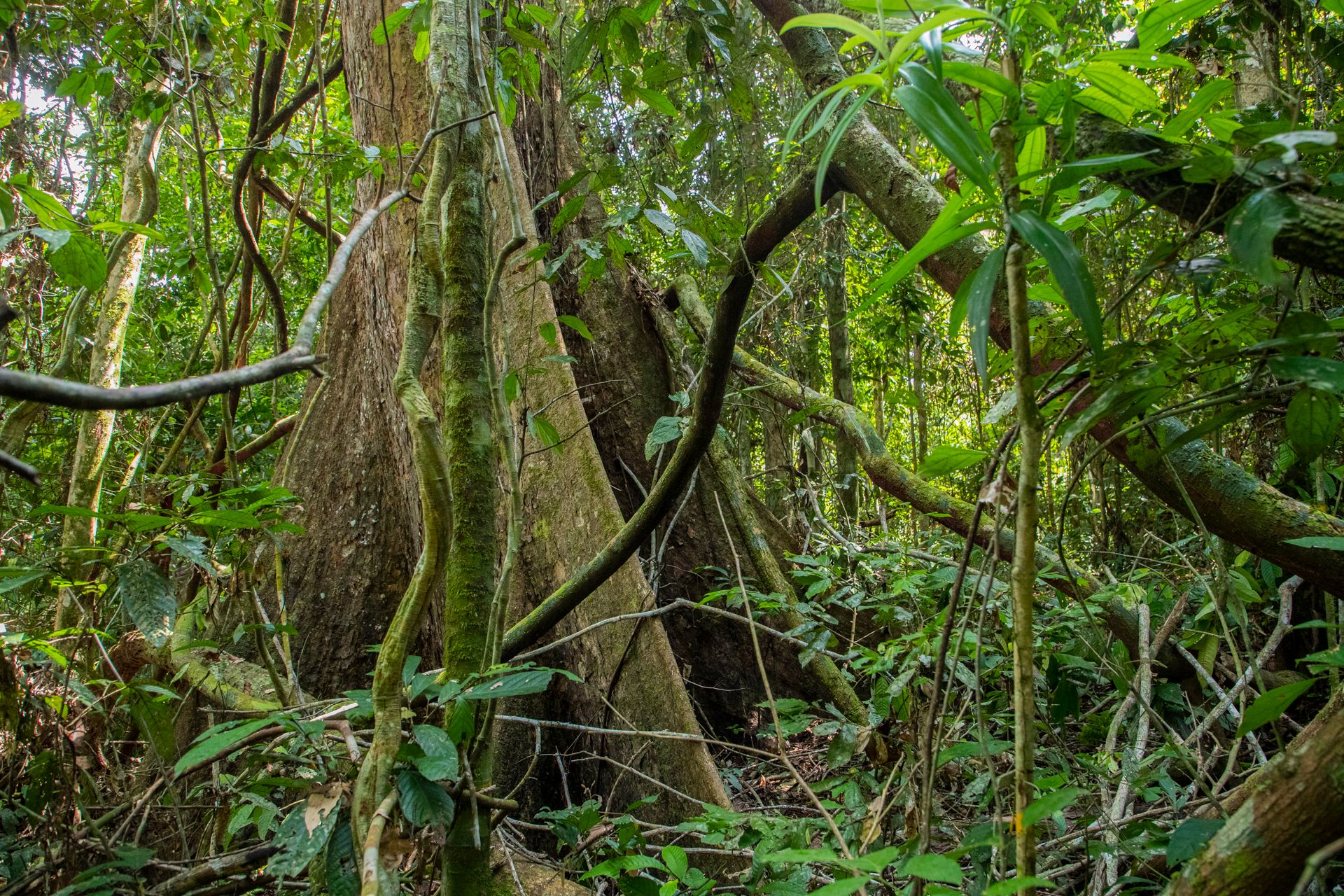 BORNEO – Mast fruiting – a forest in fruit - Christian Ziegler ...