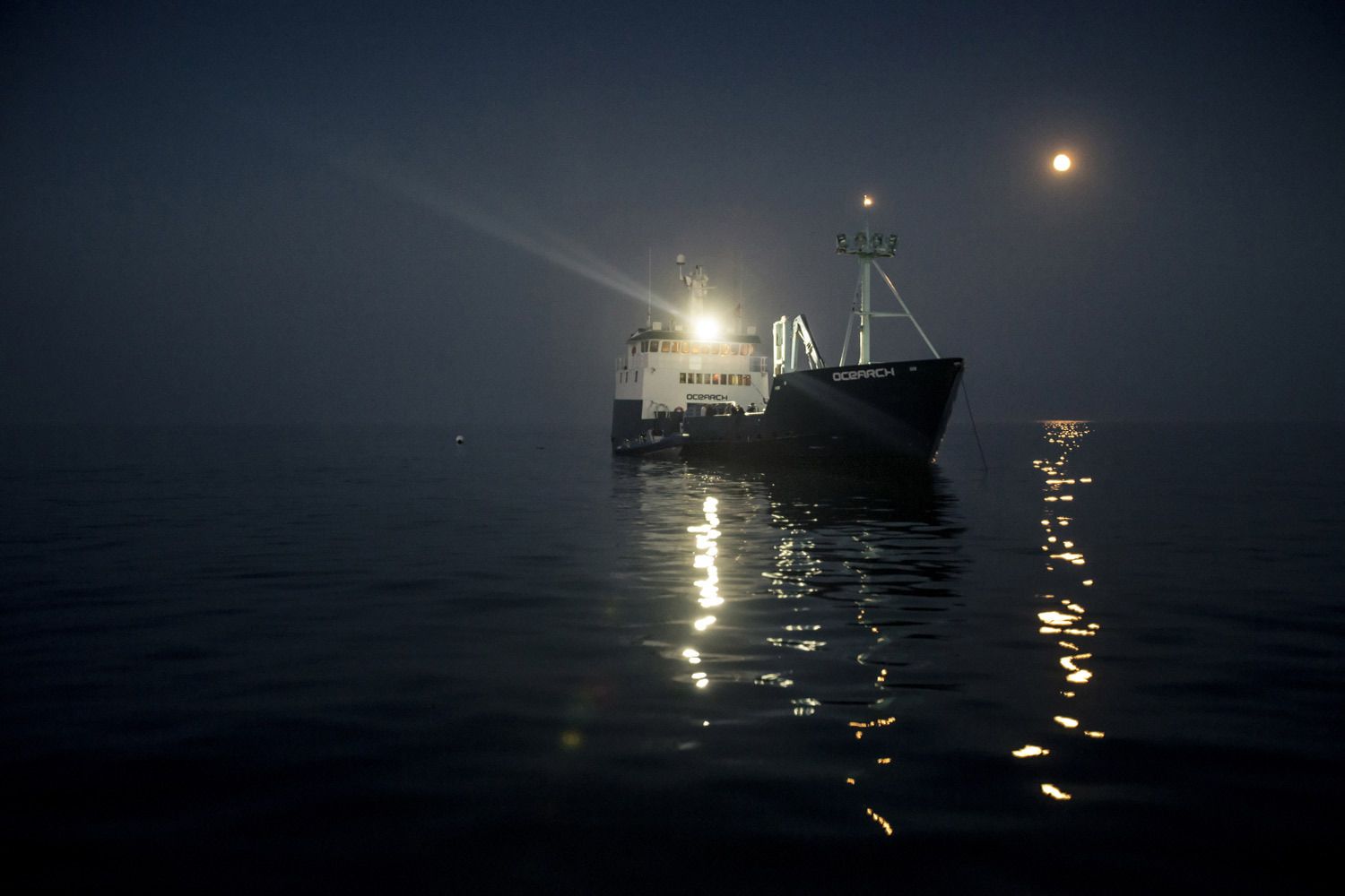 MYSTERIOUS ATLANTIC WHITE SHARK - Florida Marine Lifestyle Photography ...