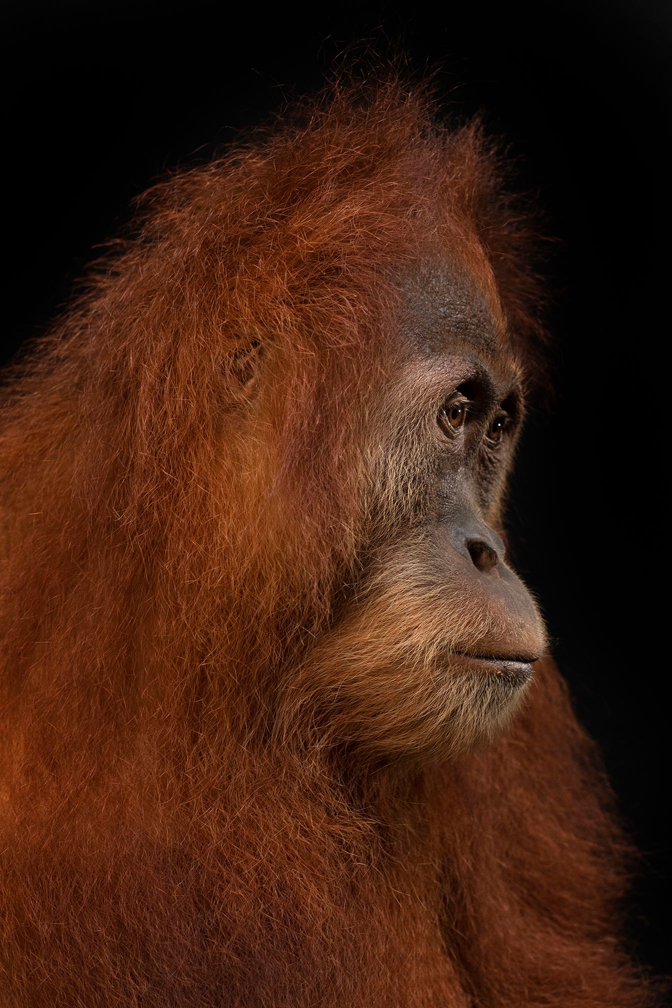 Orangutan Portraits - Travel/Documentary Photography