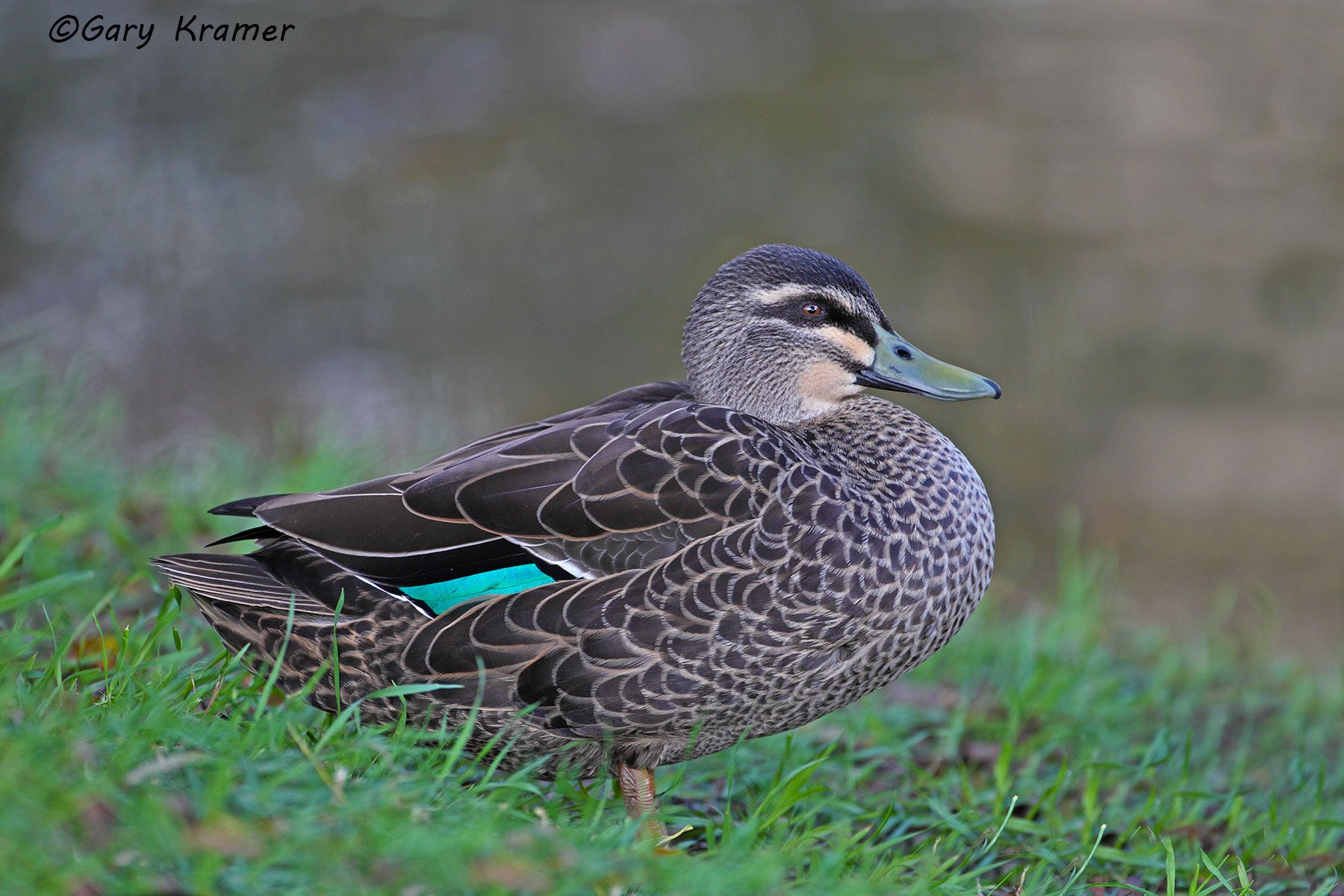 Waterfowl - International - Gary Kramer Photographer / Writer