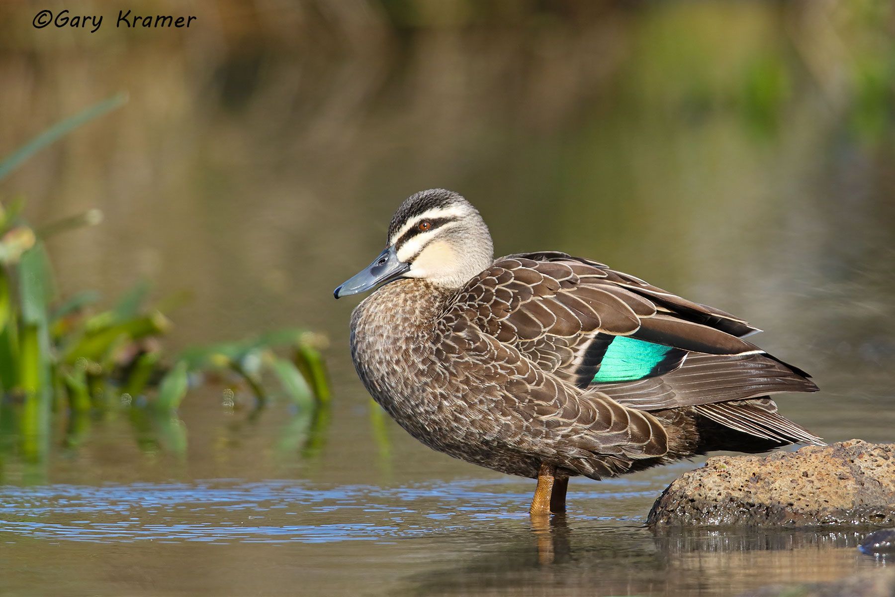 Waterfowl - International - Gary Kramer Photographer / Writer